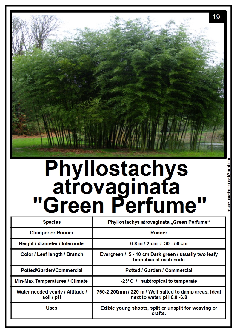 Phyllostachys atrovaginata „Green Perfume“ – Bamboo Spirit