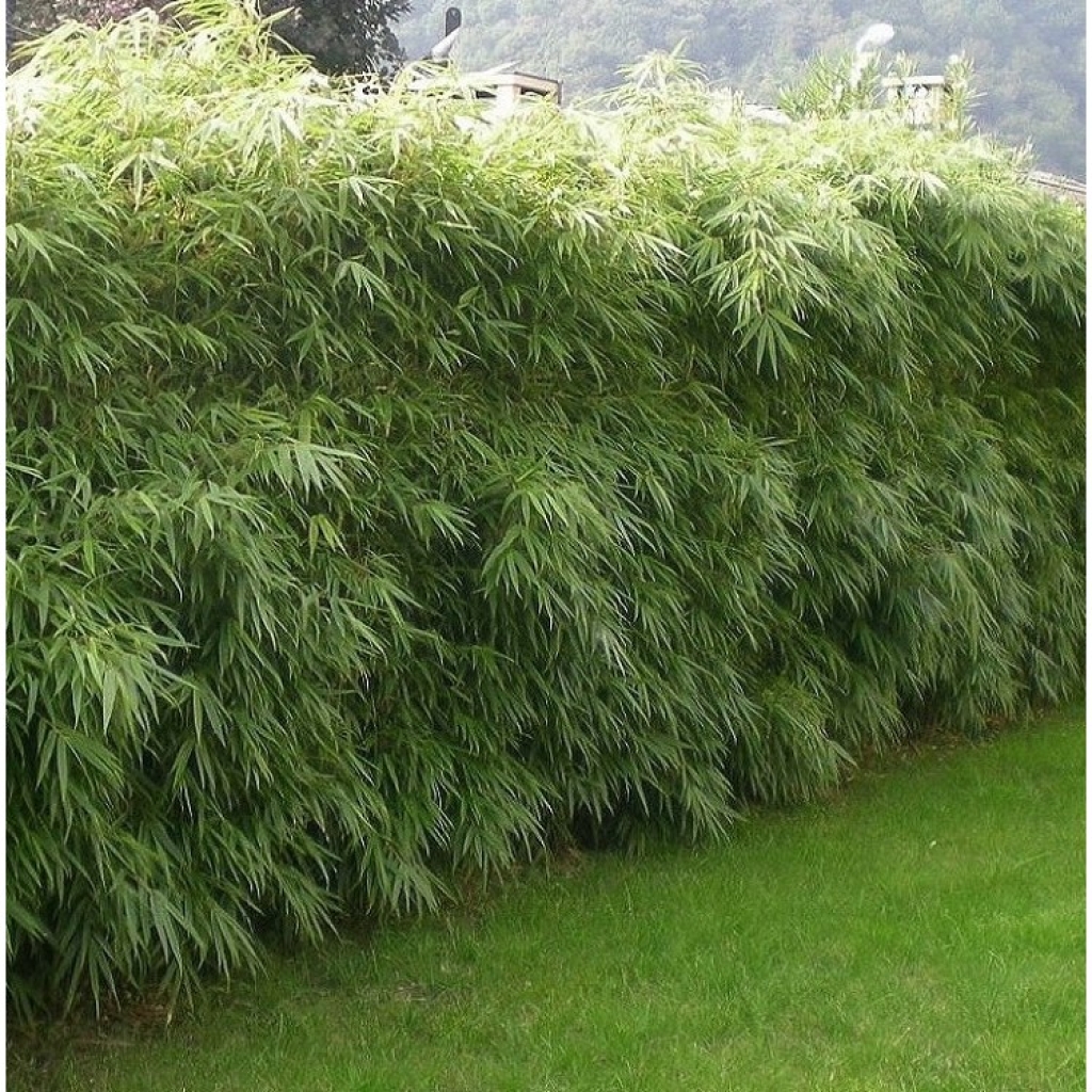 Pseudosasa japonica – Bamboo Spirit